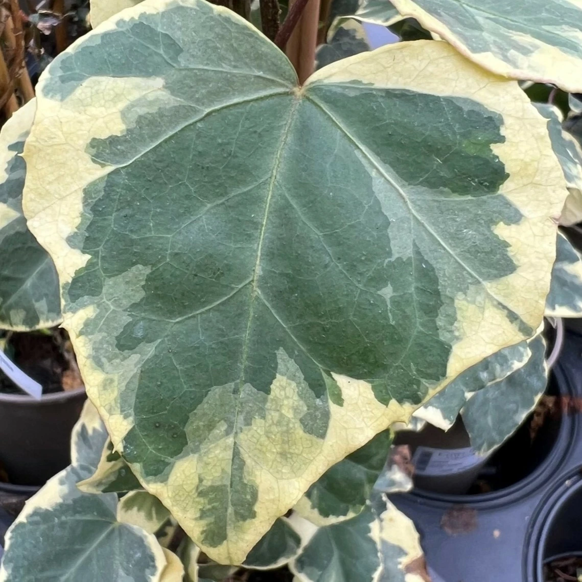 Hedera colchica 'Dentata Variegata' 3L - Cowell's Garden Centre ...