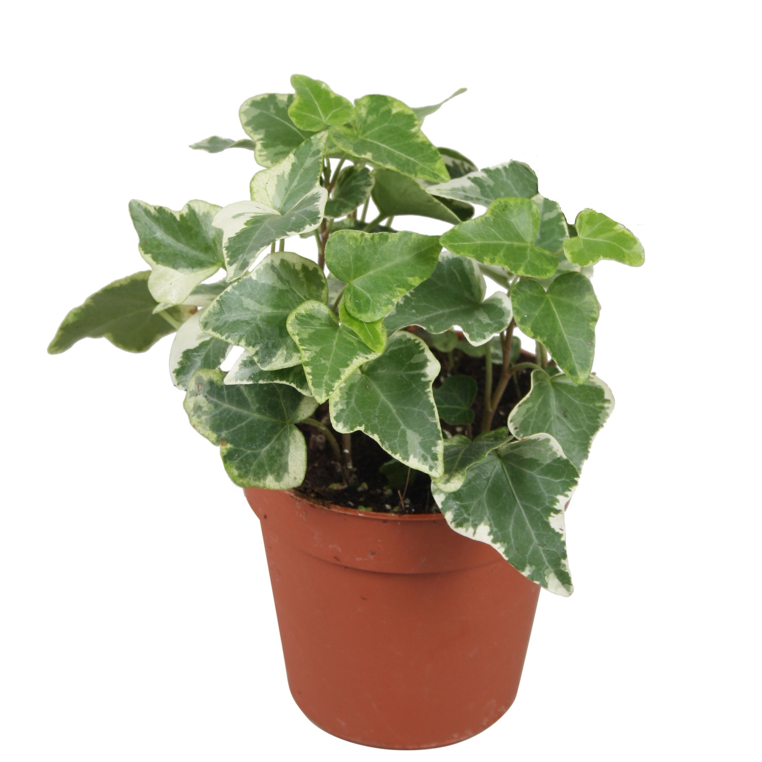 Hedera helix 'Eva' 9cm - Cowell's Garden Centre | Woolsington