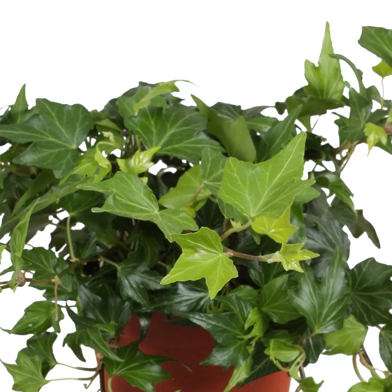 Hedera helix 'Green Ripple' 3L - Cowell's Garden Centre | Woolsington