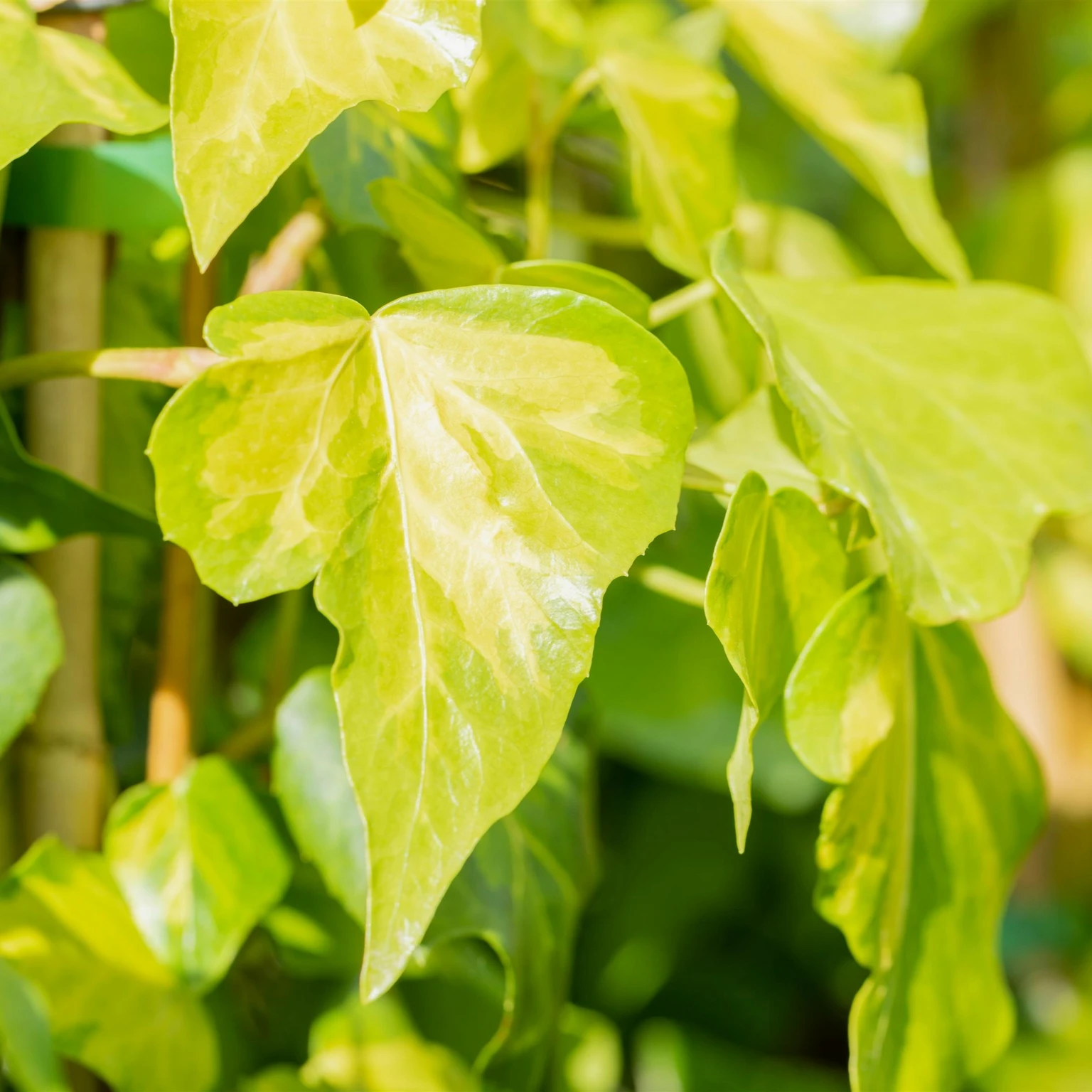 Hedera colchica 'Sulphur Heart' 3L - Cowell's Garden Centre | Woolsington