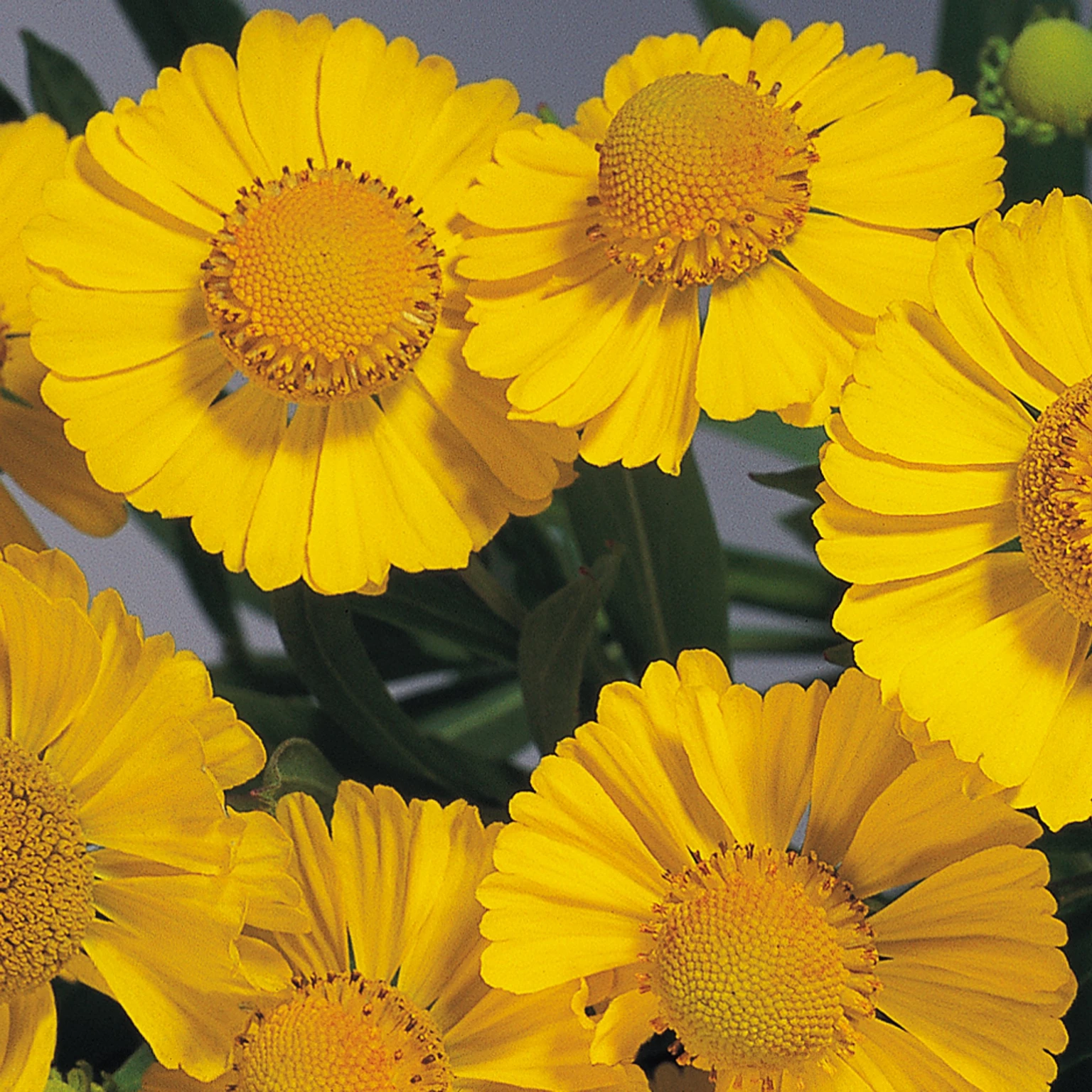 Helenium autumnale 'Helena Gold' 1L - Cowell's Garden Centre | Woolsington