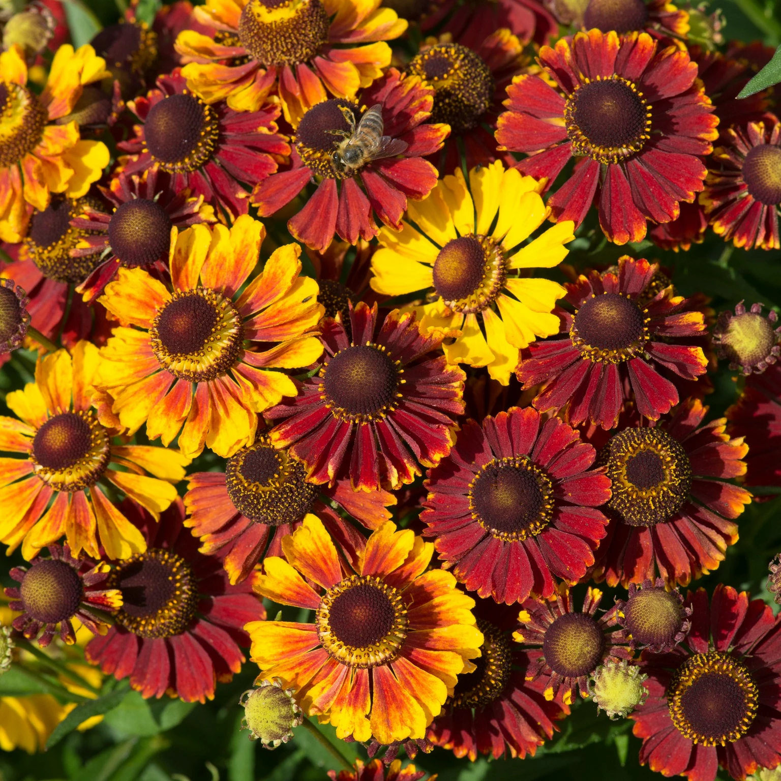 Helenium autumnale 'Helena Red' 3L - Cowell's Garden Centre | Woolsington