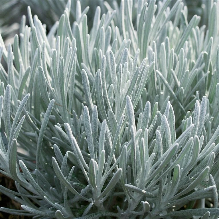 Helichrysum x angustifolia 'Korma' 3L - Cowell's Garden Centre ...