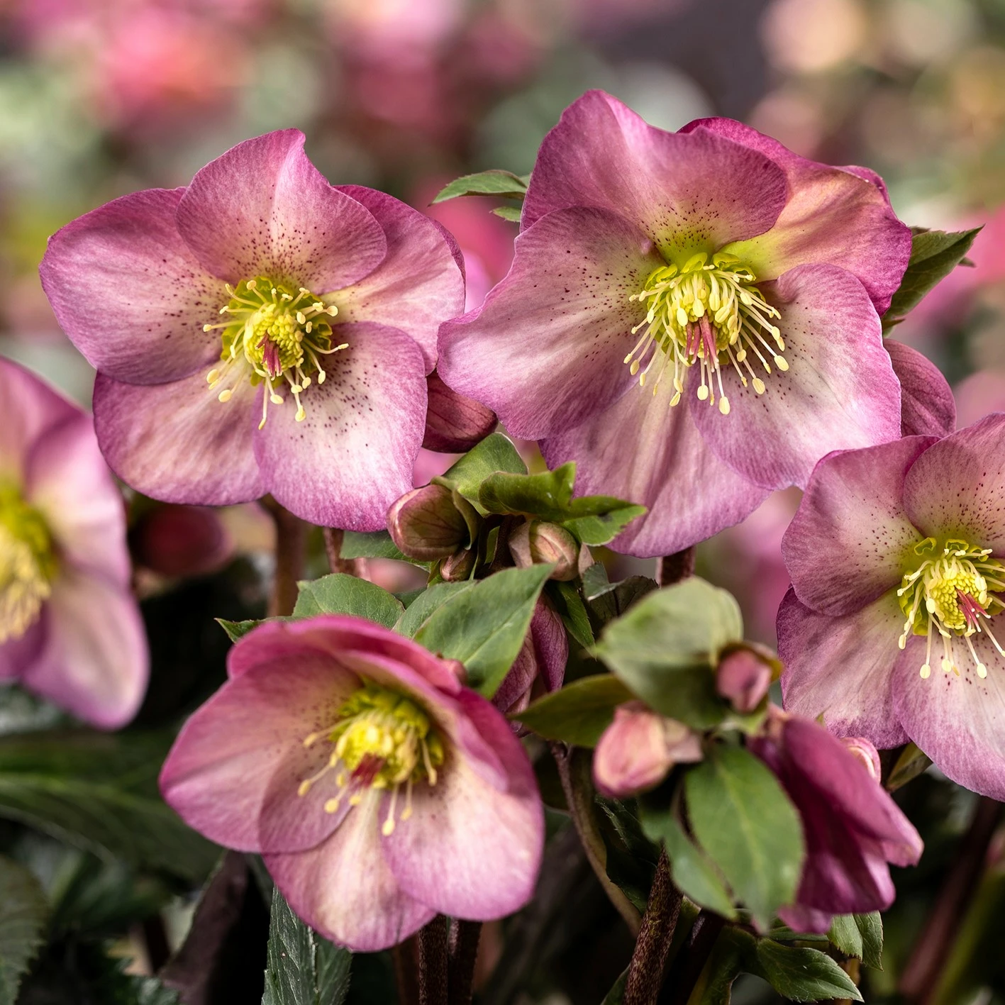 Helleborus 'HGC Ice N' Roses Pink Promise' - Cowell's Garden Centre ...