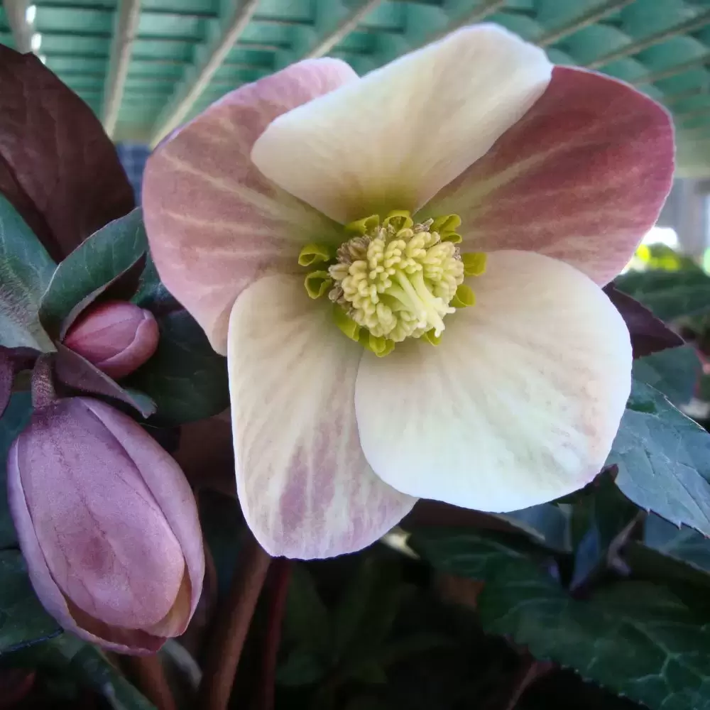 Helleborus 'HGC Merlin' 2L - Cowell's Garden Centre | Woolsington