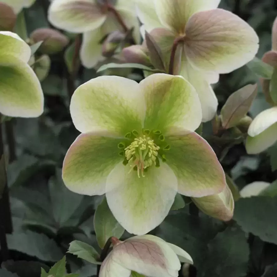 Helleborus 'Walberton's Ivory Prince' 3L - Cowell's Garden Centre ...