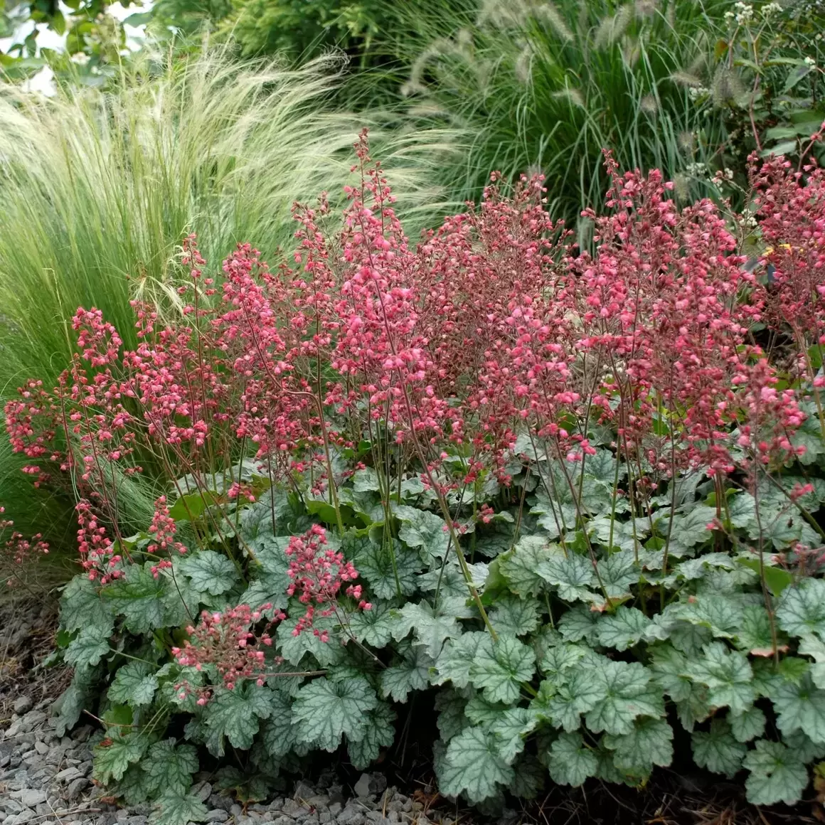 Heuchera 'Berry Timeless' - Cowell's Garden Centre | Woolsington
