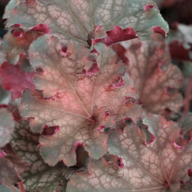 Heuchera 'Frilly Lizzie' - Cowell's Garden Centre | Woolsington