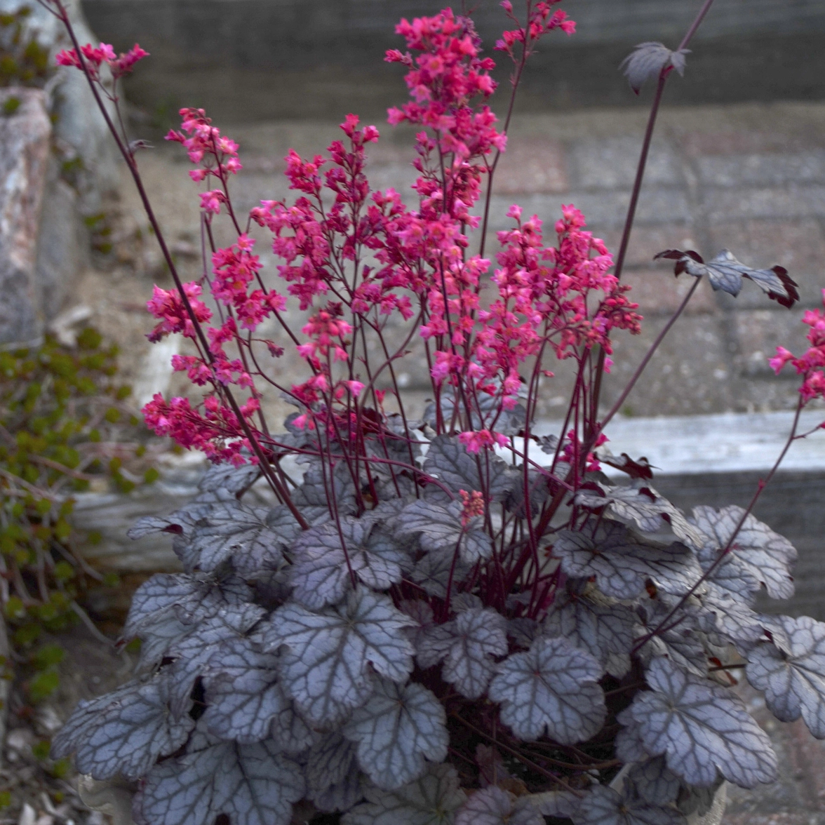 Heuchera 'Timeless Treasure' - Cowell's Garden Centre | Woolsington
