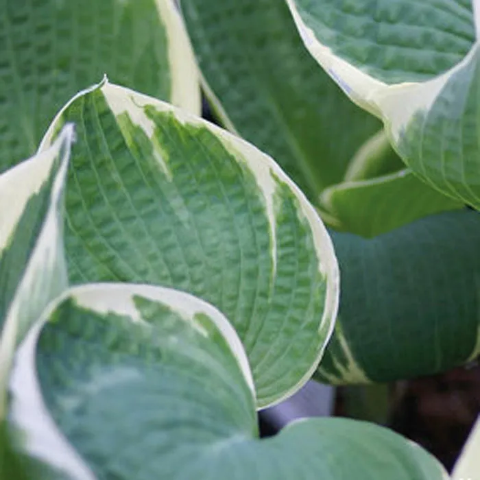 Hosta 'Barbara Ann' 1.5L - Cowell's Garden Centre | Woolsington