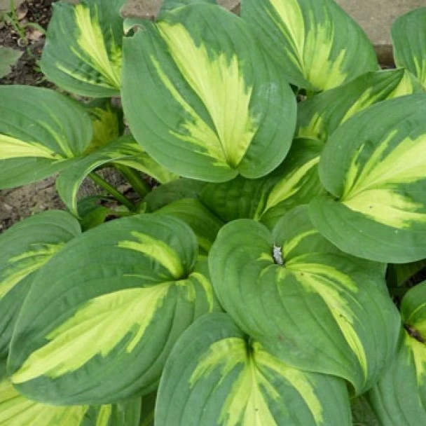 Hosta 'Emerald Charger' 3L - Cowell's Garden Centre | Woolsington