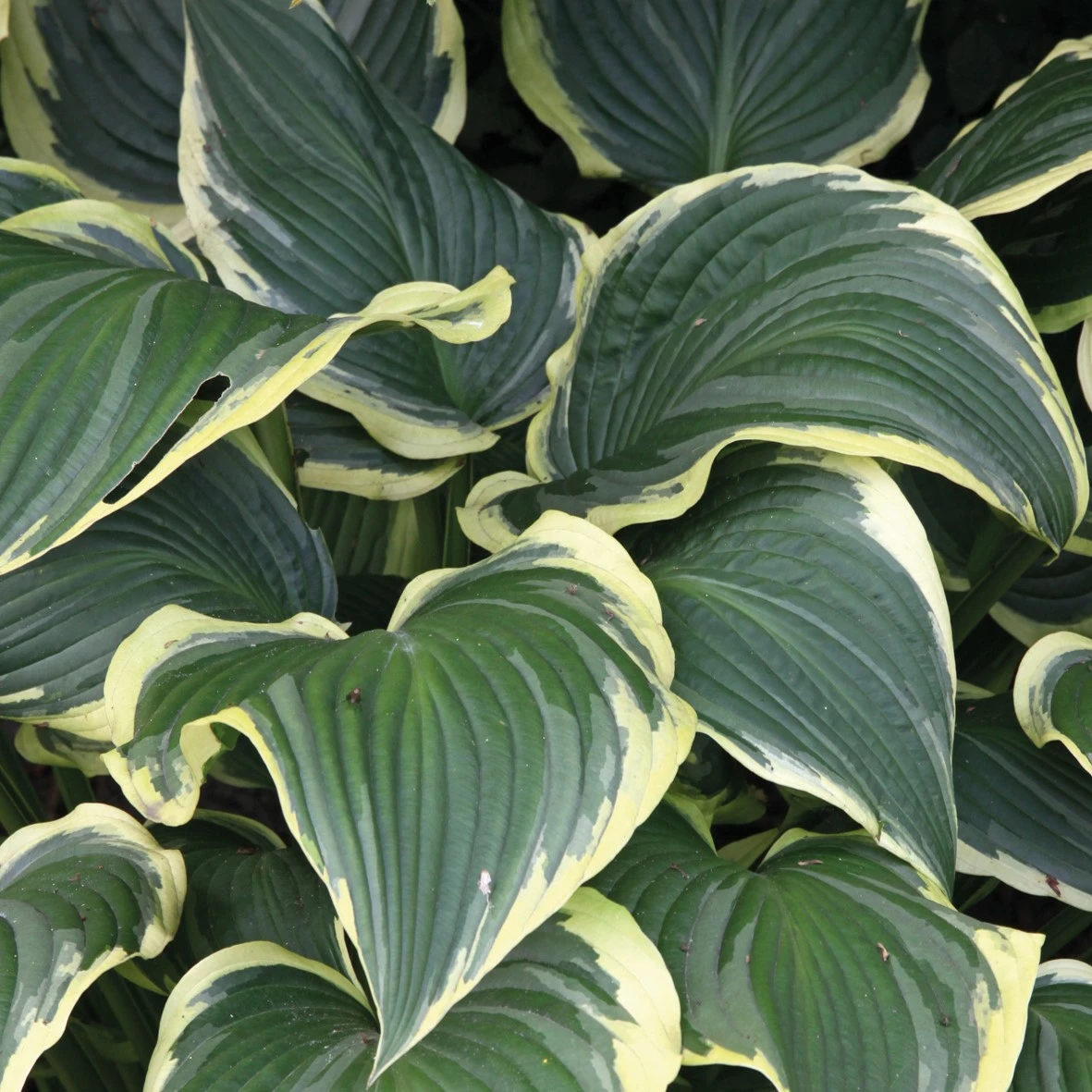 Hosta 'Yellow River' - Cowell's Garden Centre | Woolsington