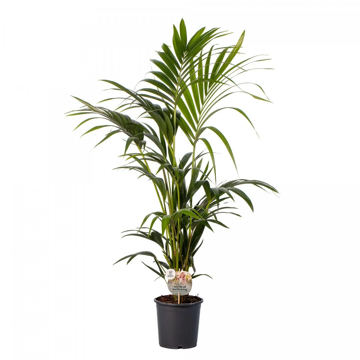 Howea forsteriana (Large) - Cowell's Garden Centre | Woolsington