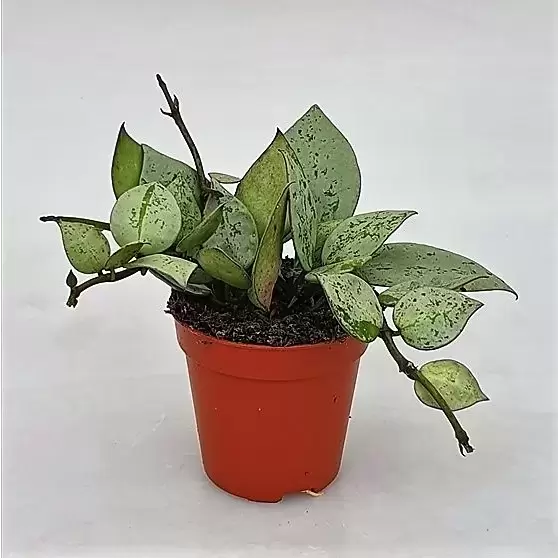 Hoya krohniana 'Eskimo' 6cm - Cowell's Garden Centre | Woolsington