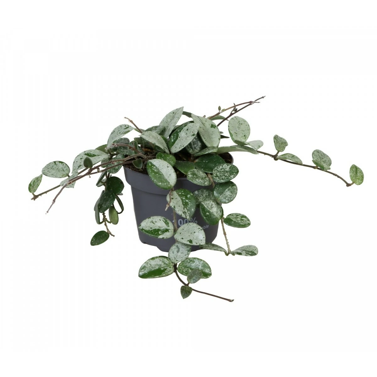 Hoya 'Mathilde Splash' 12cm - Cowell's Garden Centre | Woolsington