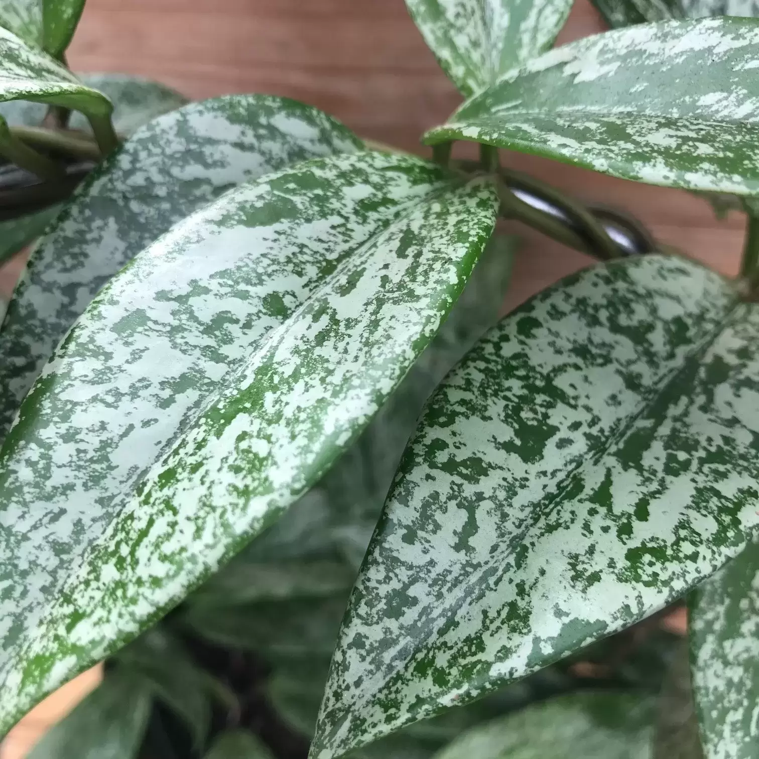 Hoya 'Silver Spot' 12cm - Cowell's Garden Centre | Woolsington