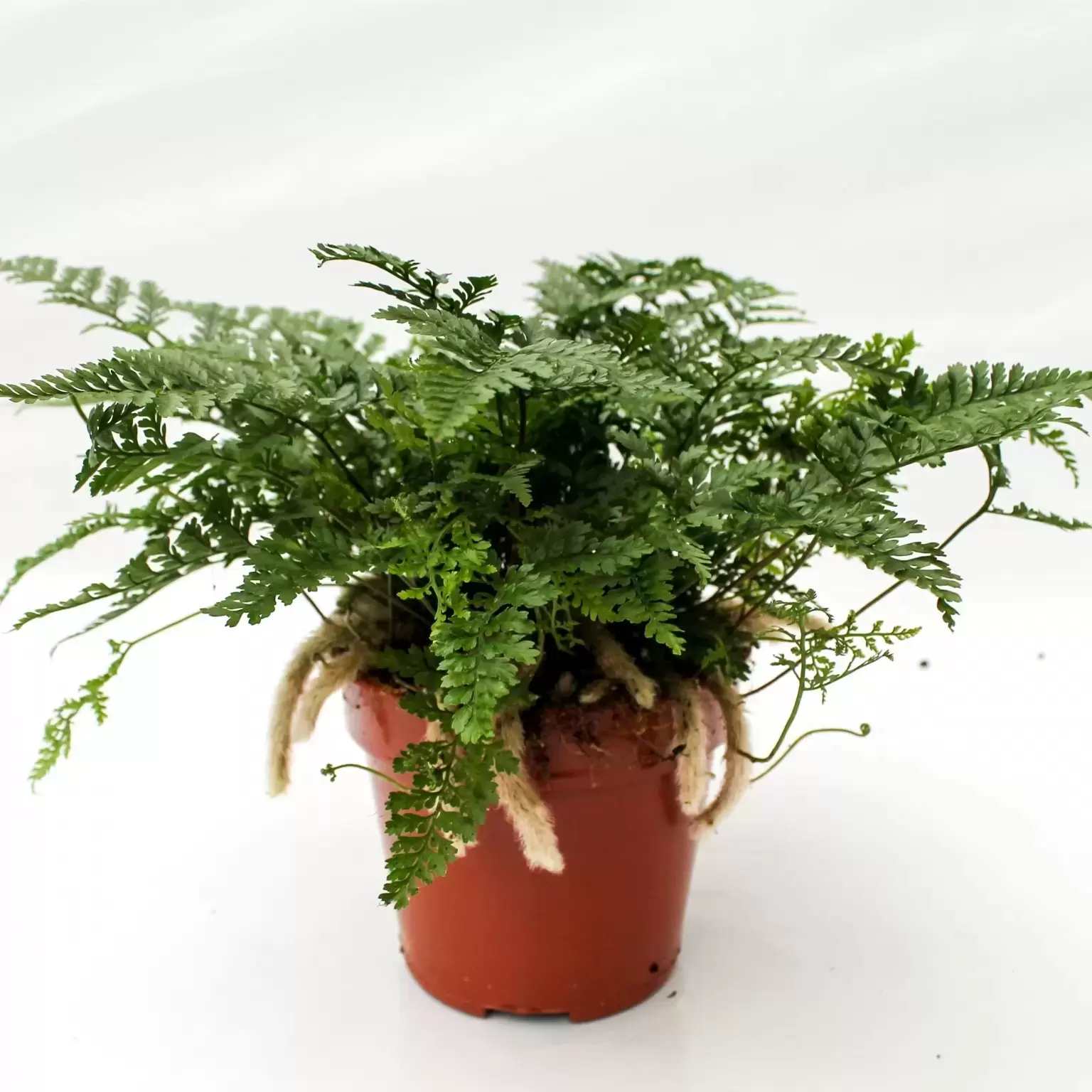 Humata tyermannii (Davallia) 12cm - Cowell's Garden Centre | Woolsington