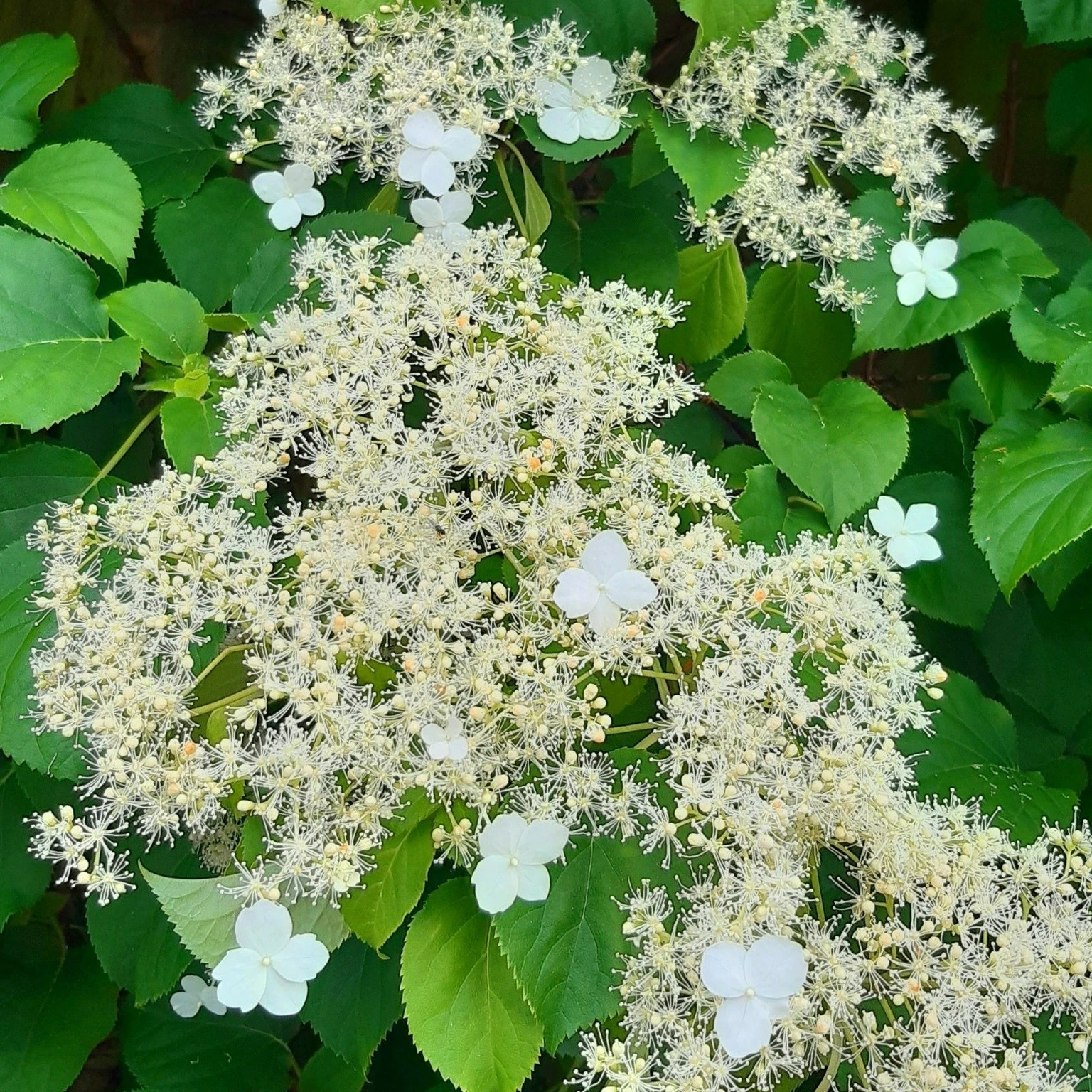 Hydrangea anomala subsp. petiolaris 3L - Cowell's Garden Centre ...