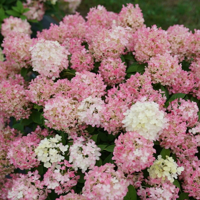 Hydrangea paniculata 'Fire Light Tiny Bit' - Cowell's Garden Centre ...