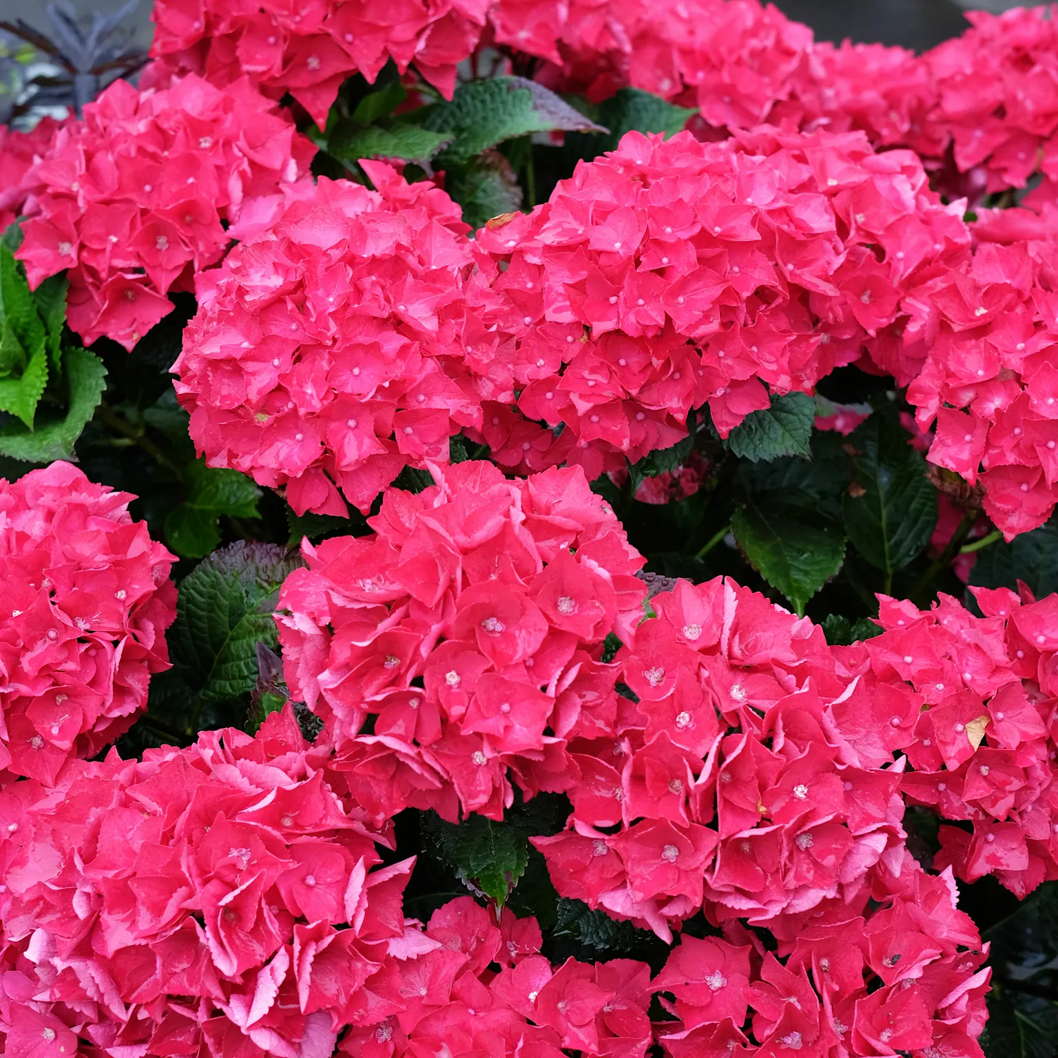 Hydrangea macrophylla 'Hot Red' 40L - Cowell's Garden Centre | Woolsington