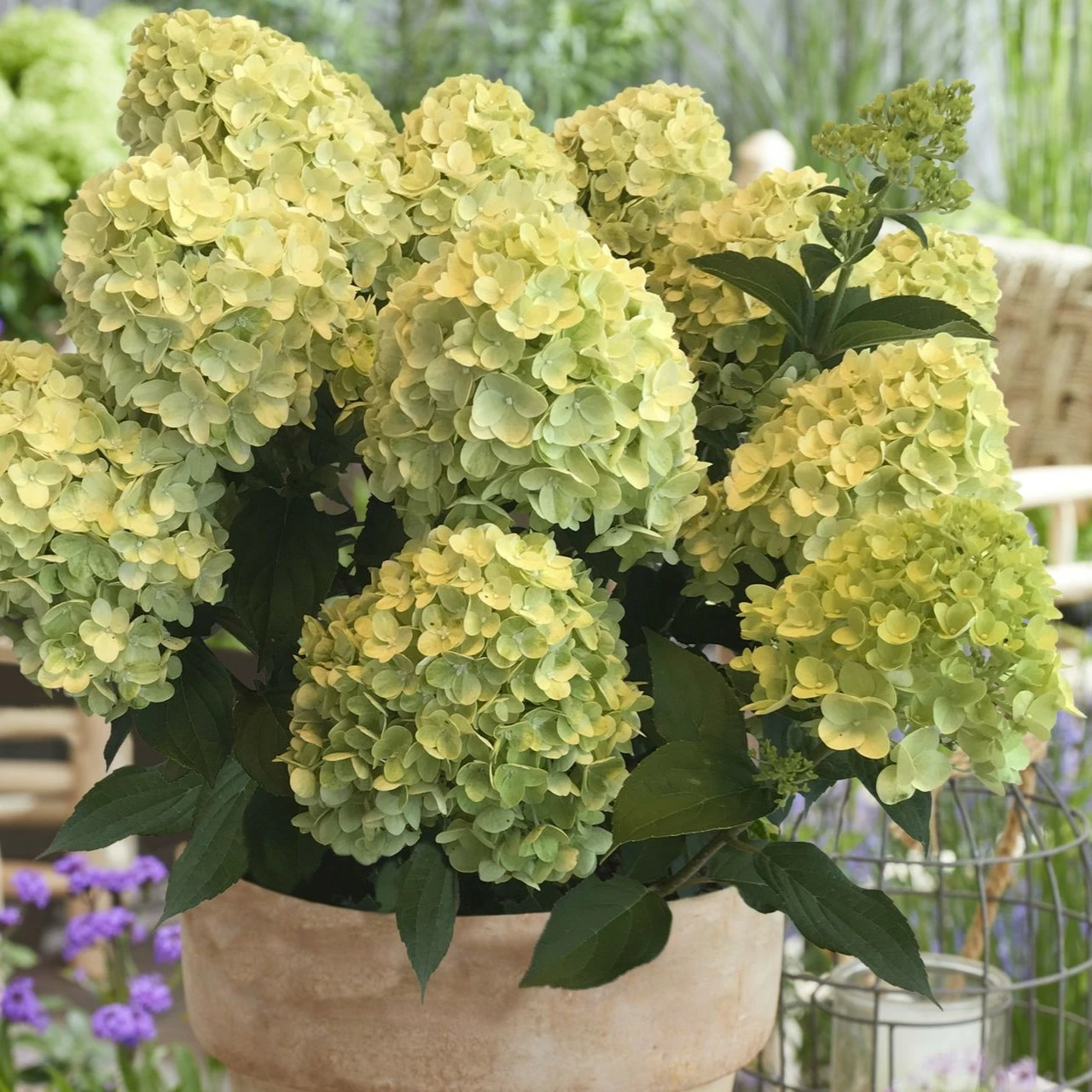 Hydrangea paniculata 'Lemonlight' - Cowell's Garden Centre | Woolsington