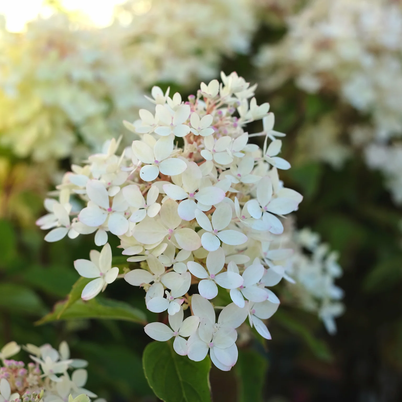 Hydrangea paniculata 'Little Light' - Cowell's Garden Centre | Woolsington