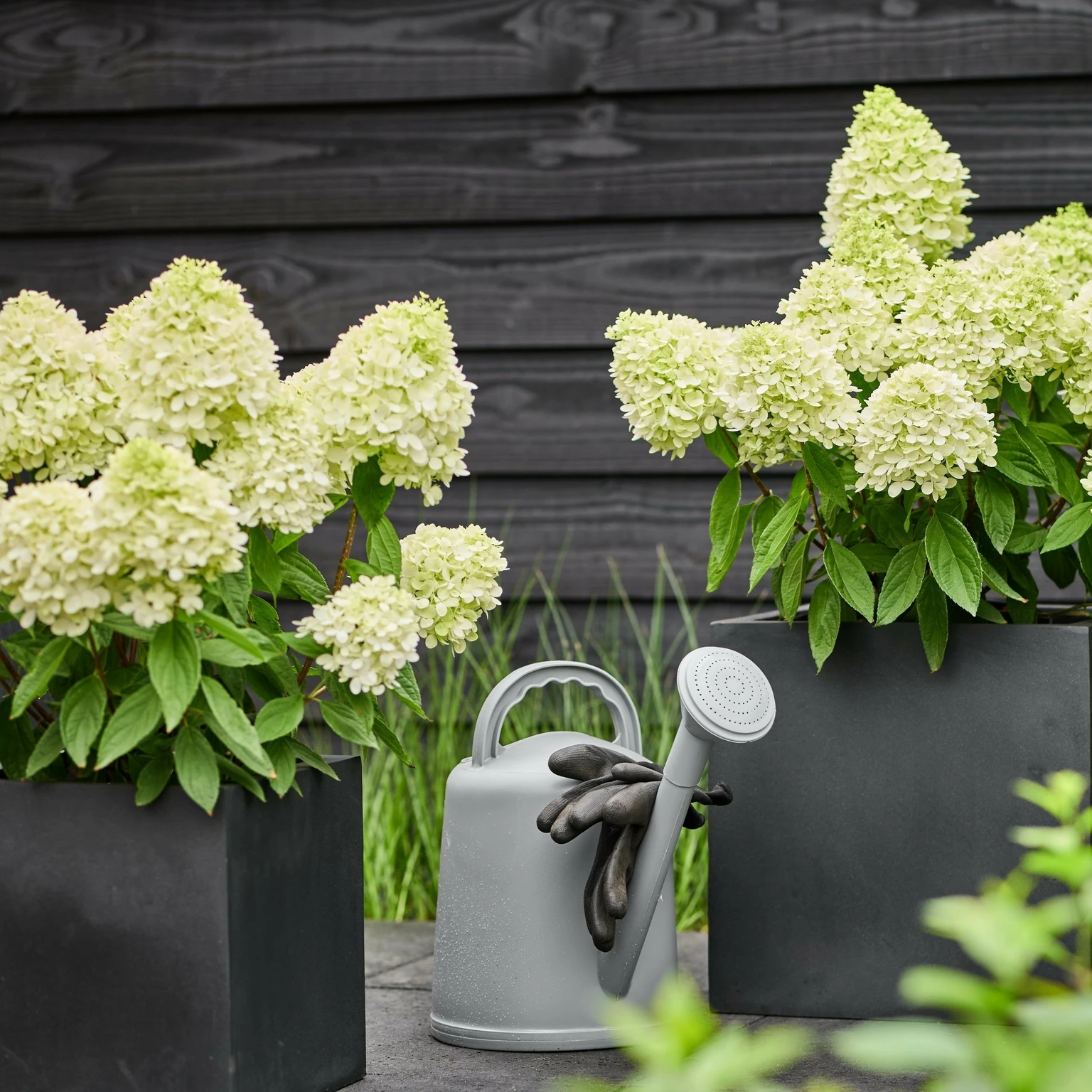 Hydrangea paniculata 'Magical Summer' - Cowell's Garden Centre ...