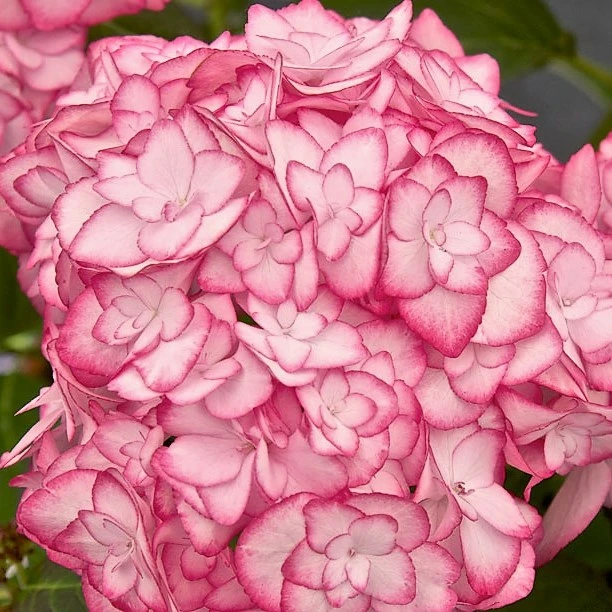 Hydrangea macrophylla 'Miss Saori' - Cowell's Garden Centre | Woolsington