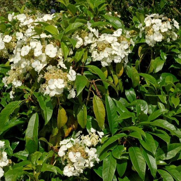 Hydrangea seemannii 3L - Cowell's Garden Centre | Woolsington