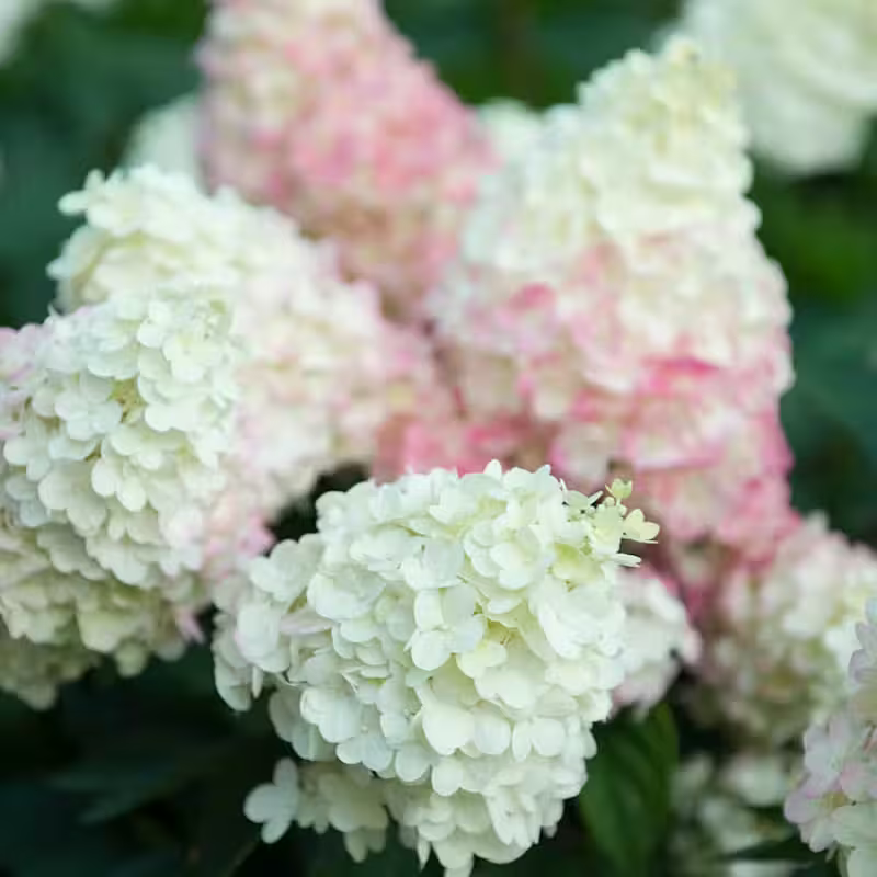 Hydrangea paniculata 'Sundae Fraise' 11L - Cowell's Garden Centre ...