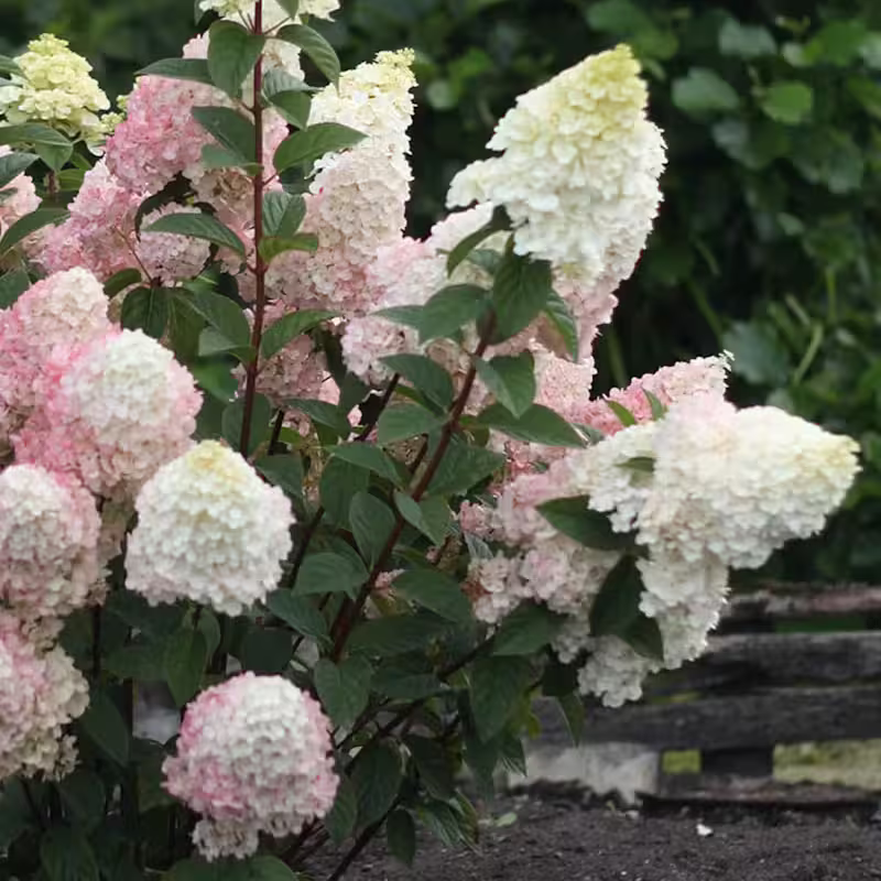 Hydrangea paniculata 'Sundae Fraise' Standard - Cowell's Garden Centre ...