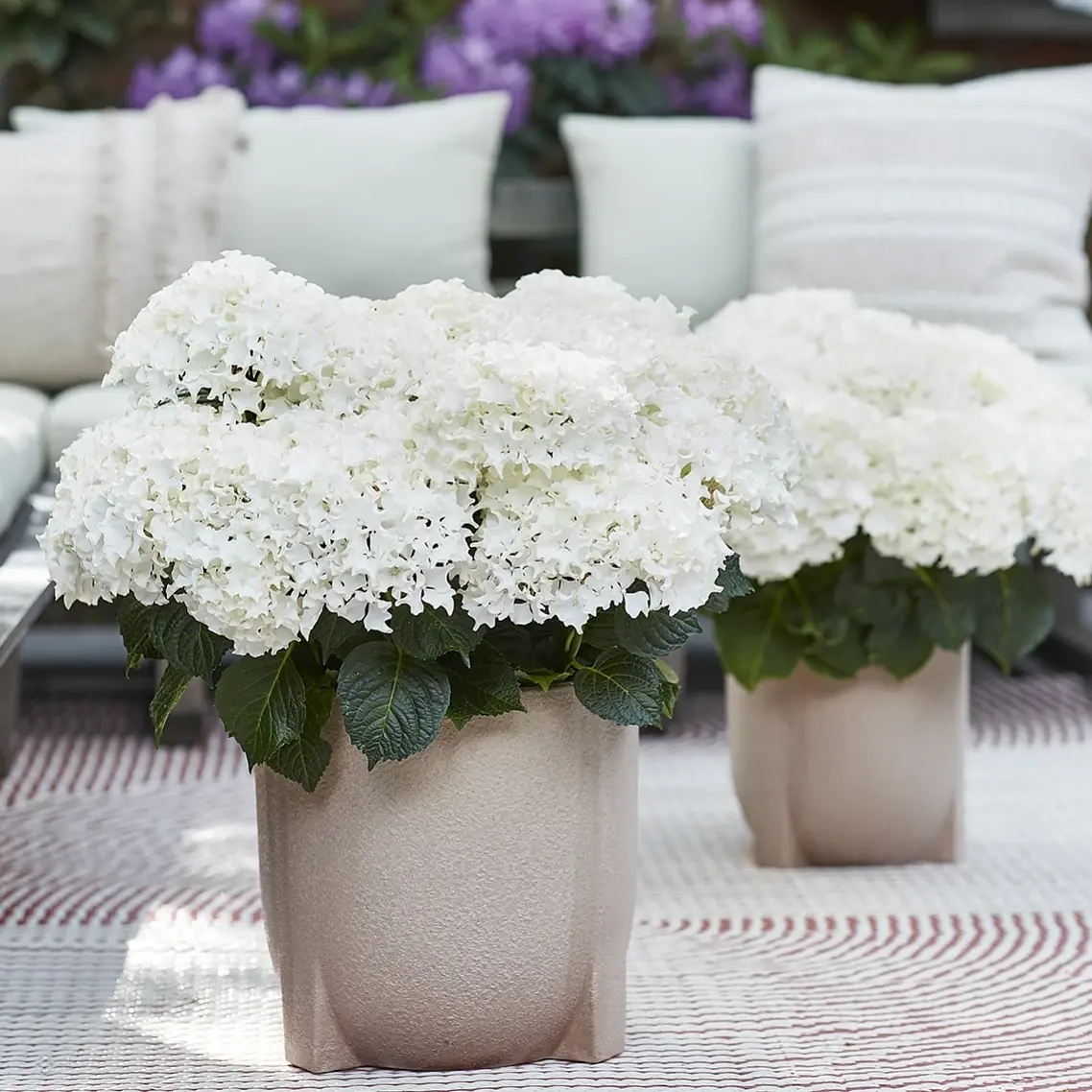 Hydrangea macrophylla 'Surfing Safari White Waves' - Cowell's Garden ...