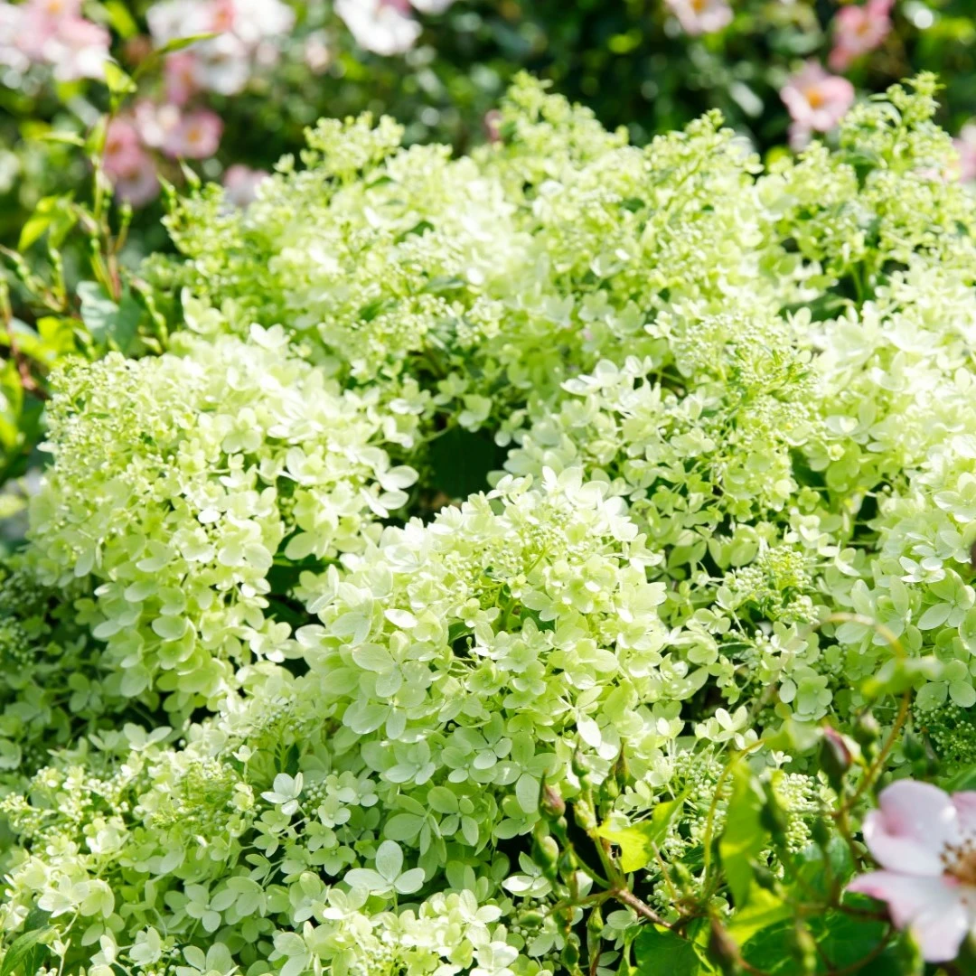Hydrangea paniculata 'Whitelight' 2.3L - Cowell's Garden Centre ...