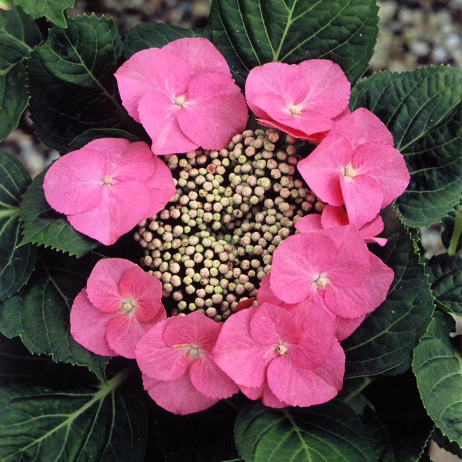 Hydrangea macrophylla 'Zorro Pink' - Cowell's Garden Centre | Woolsington