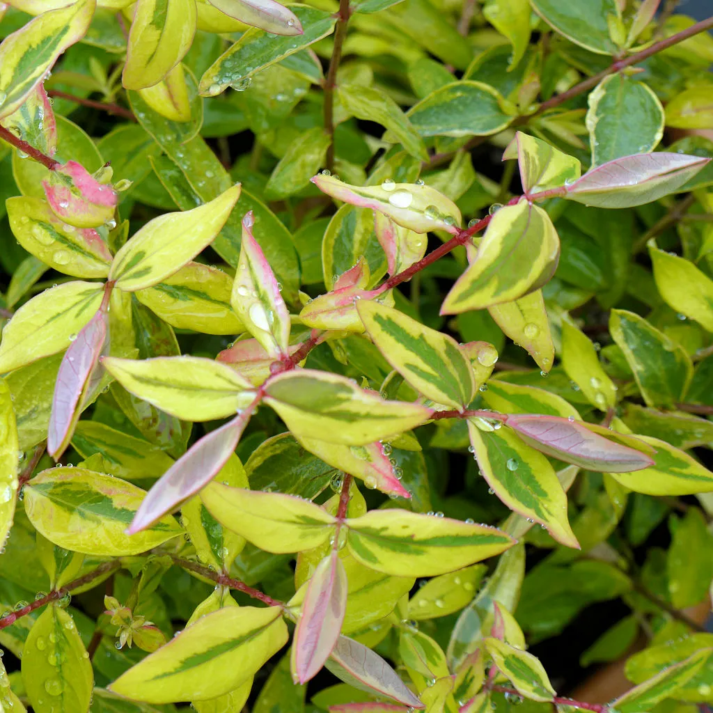 Hypericum x moserianum 'Little Misstery' - Cowell's Garden Centre ...