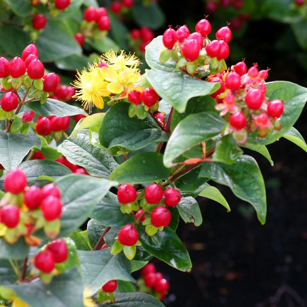 Hypericum x inodorum 'Magical Lightning' - Cowell's Garden Centre ...