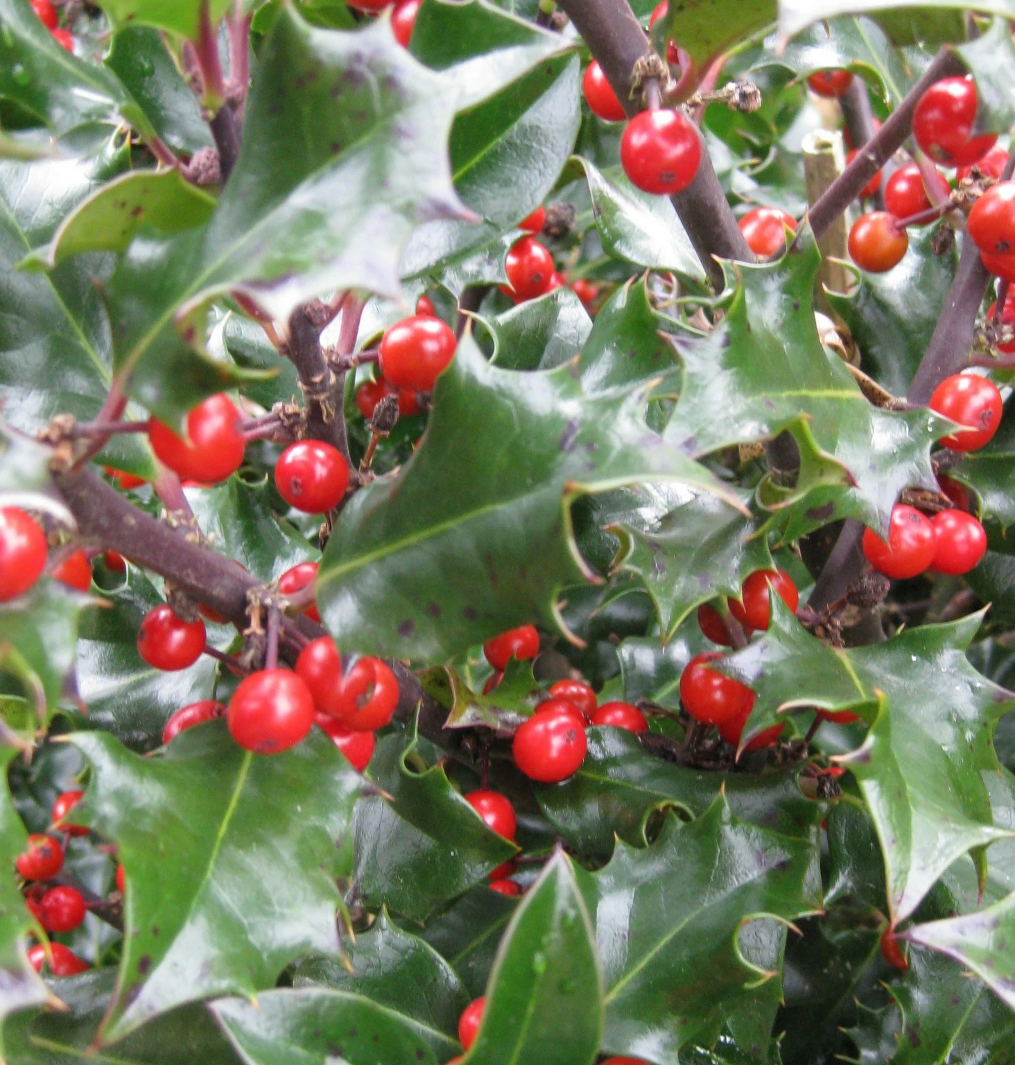 Ilex x meserveae 'Blue Angel' 3L - Cowell's Garden Centre | Woolsington