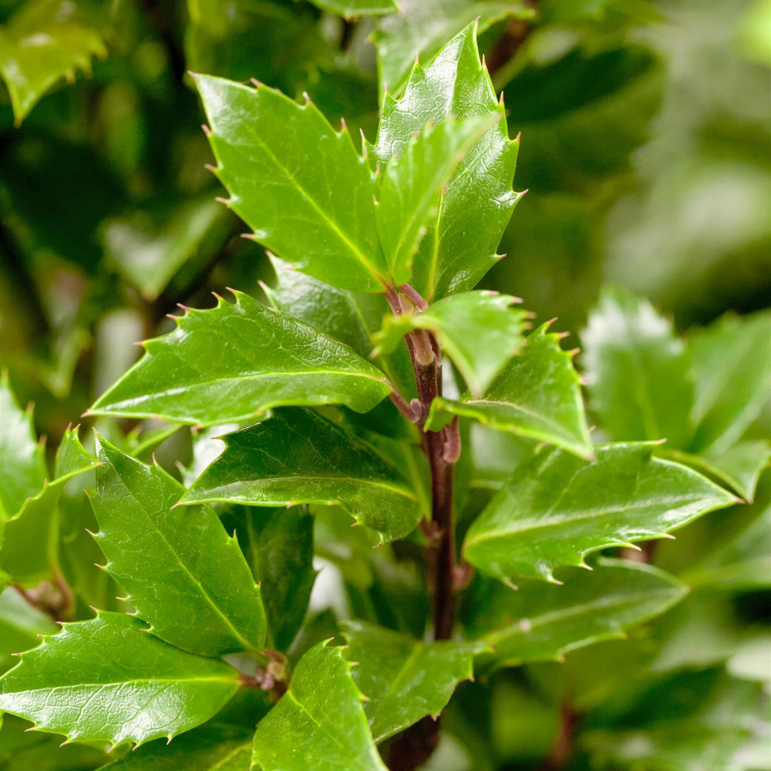 Ilex x meserveae 'Blue Prince' 2L - Cowell's Garden Centre | Woolsington