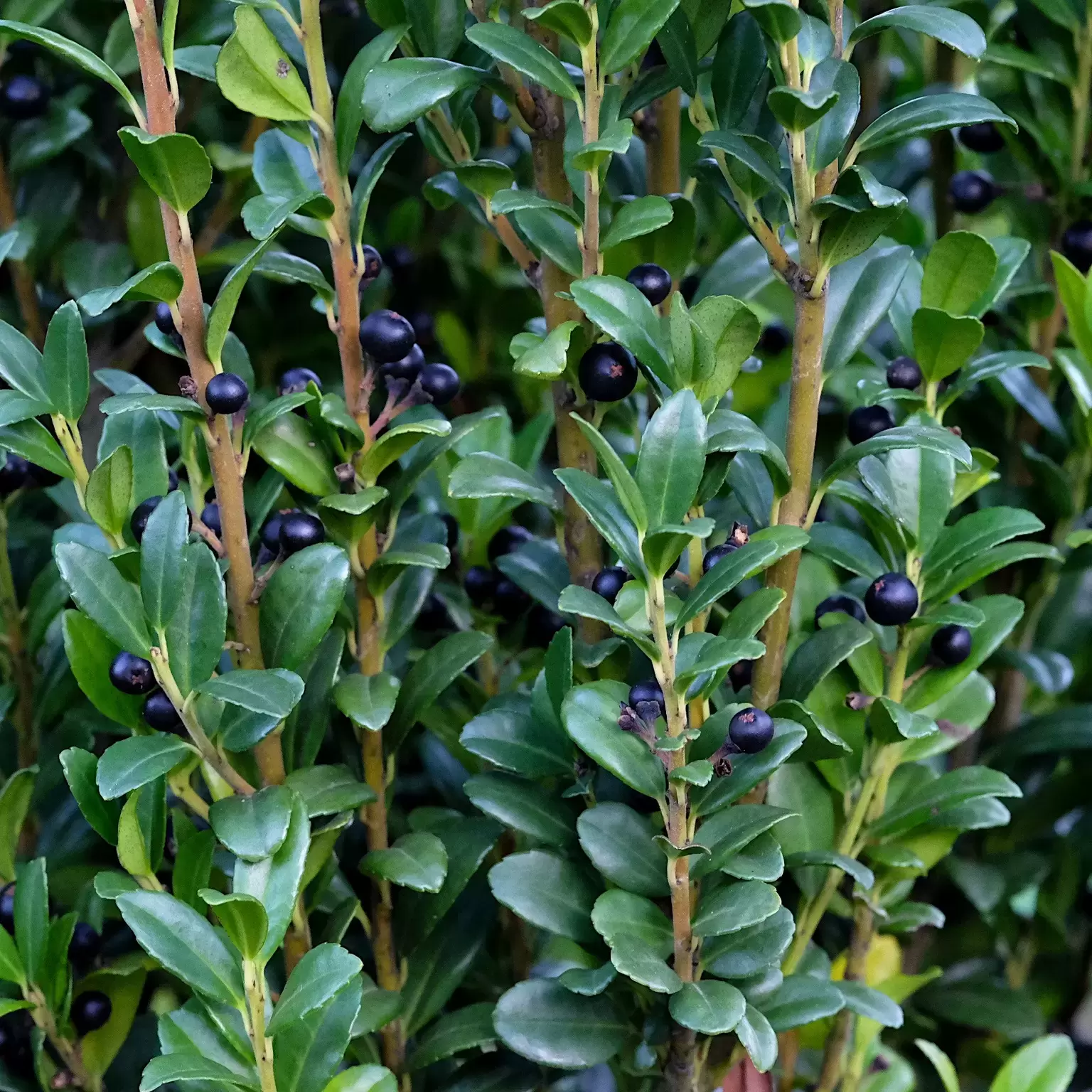 Ilex crenata 'Fastigiata' 4.6L - Cowell's Garden Centre | Woolsington