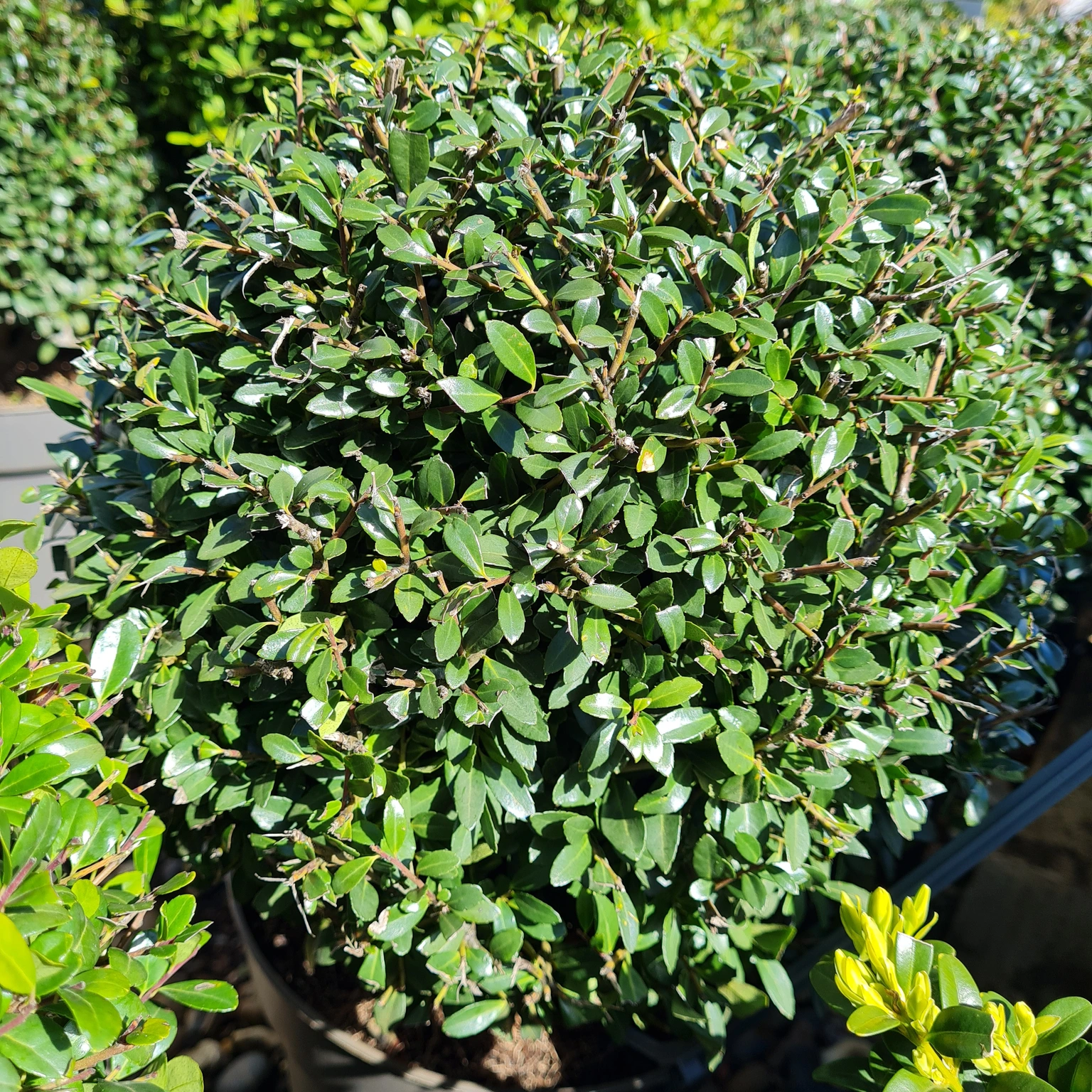 Ilex crenata 'Jenny' 10cm - Cowell's Garden Centre | Woolsington