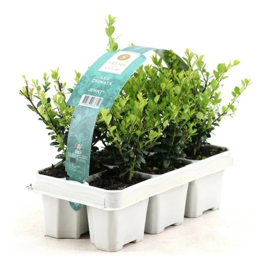 Ilex crenata 'Jenny' - 6 Pack - Cowell's Garden Centre | Woolsington