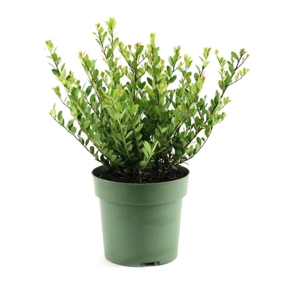 Ilex crenata 'Jenny' 2L - Cowell's Garden Centre | Woolsington