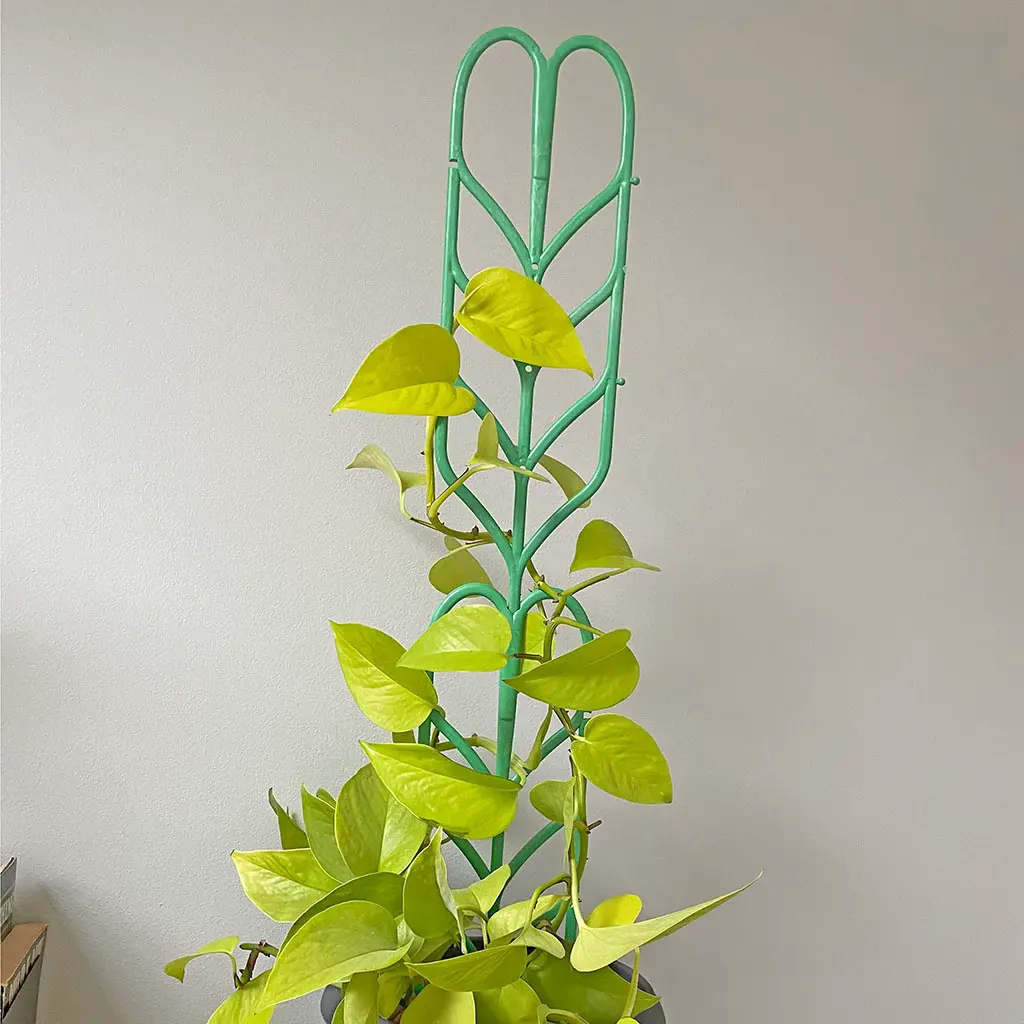 Indoor Plant Support - Cowell's Garden Centre | Woolsington