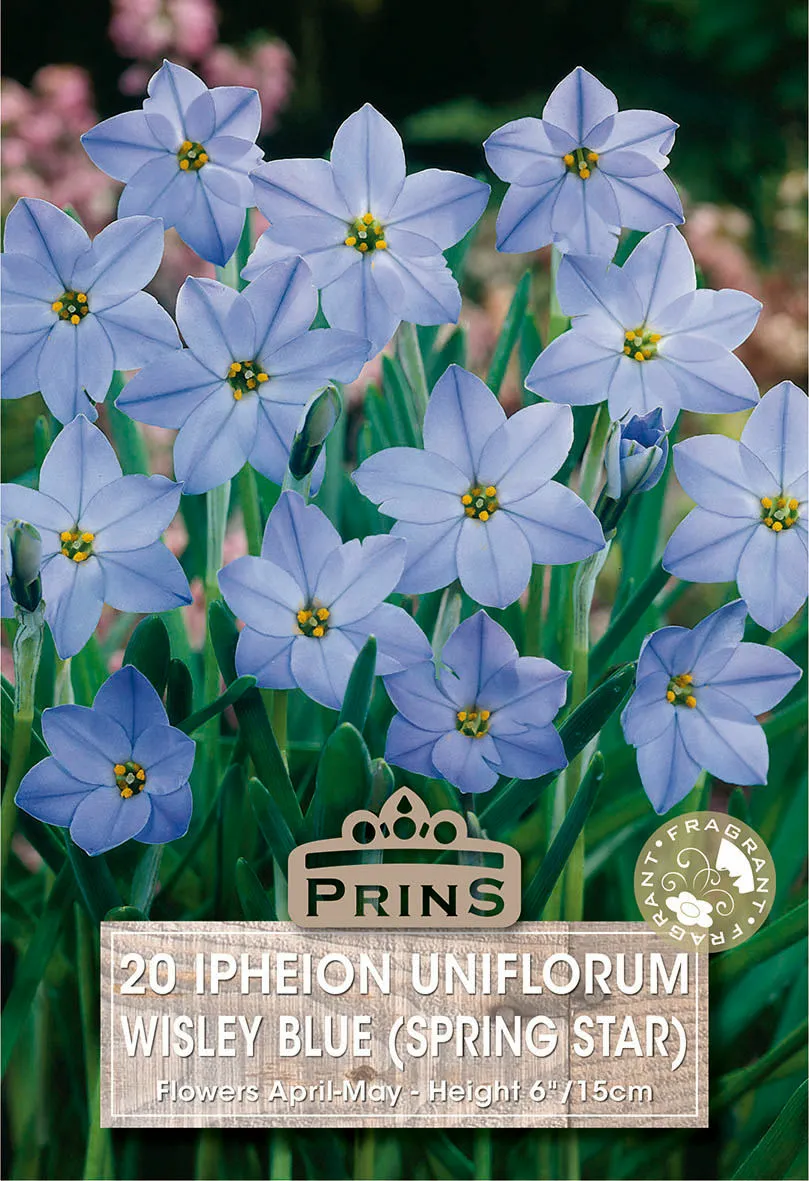 Ipheion uniflorum Wisley Blue - Cowell's Garden Centre | Woolsington