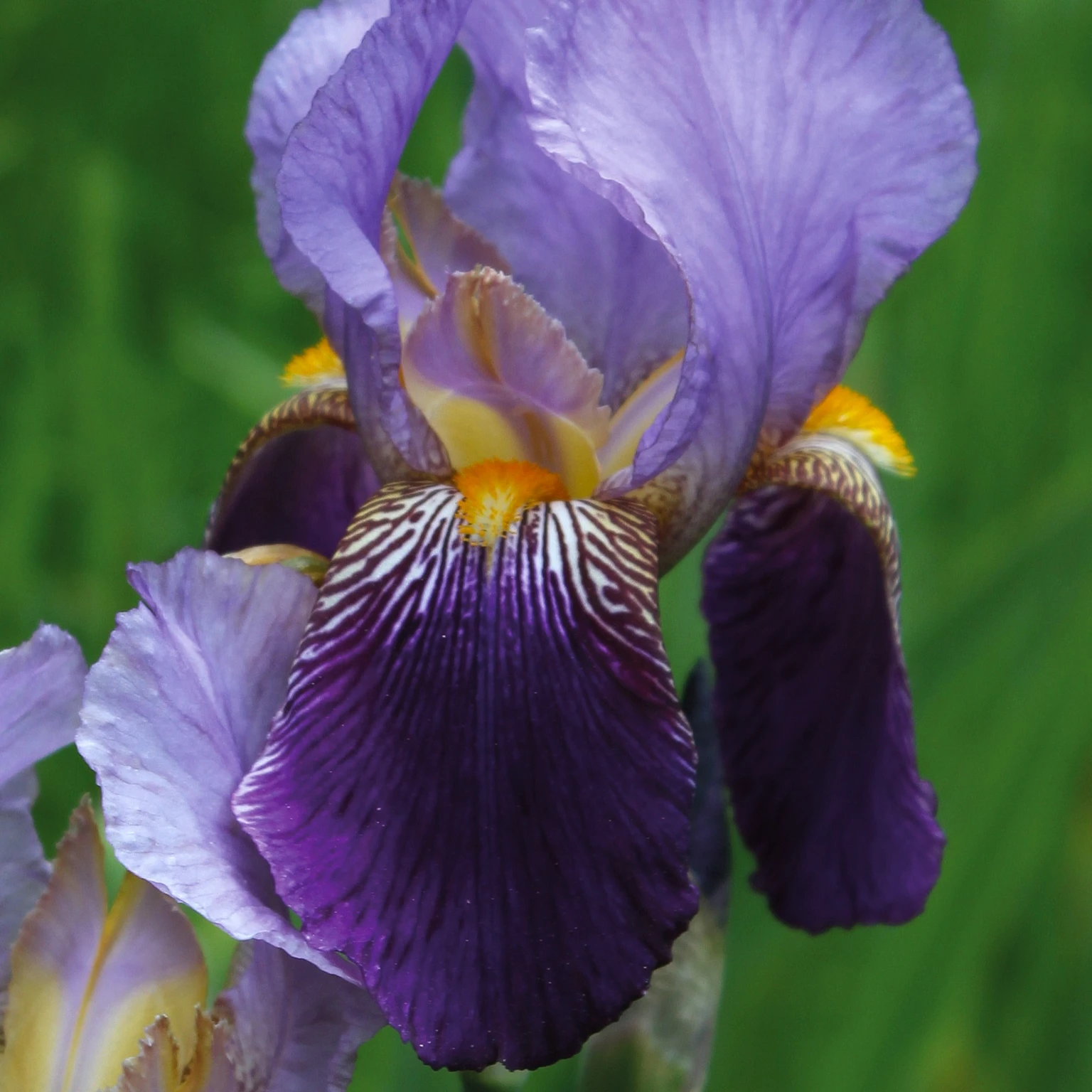 Iris germanica 'Alcazar' - Cowell's Garden Centre | Woolsington