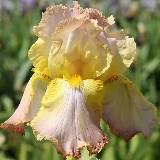 Iris germanica 'Chantilly' - Cowell's Garden Centre | Woolsington