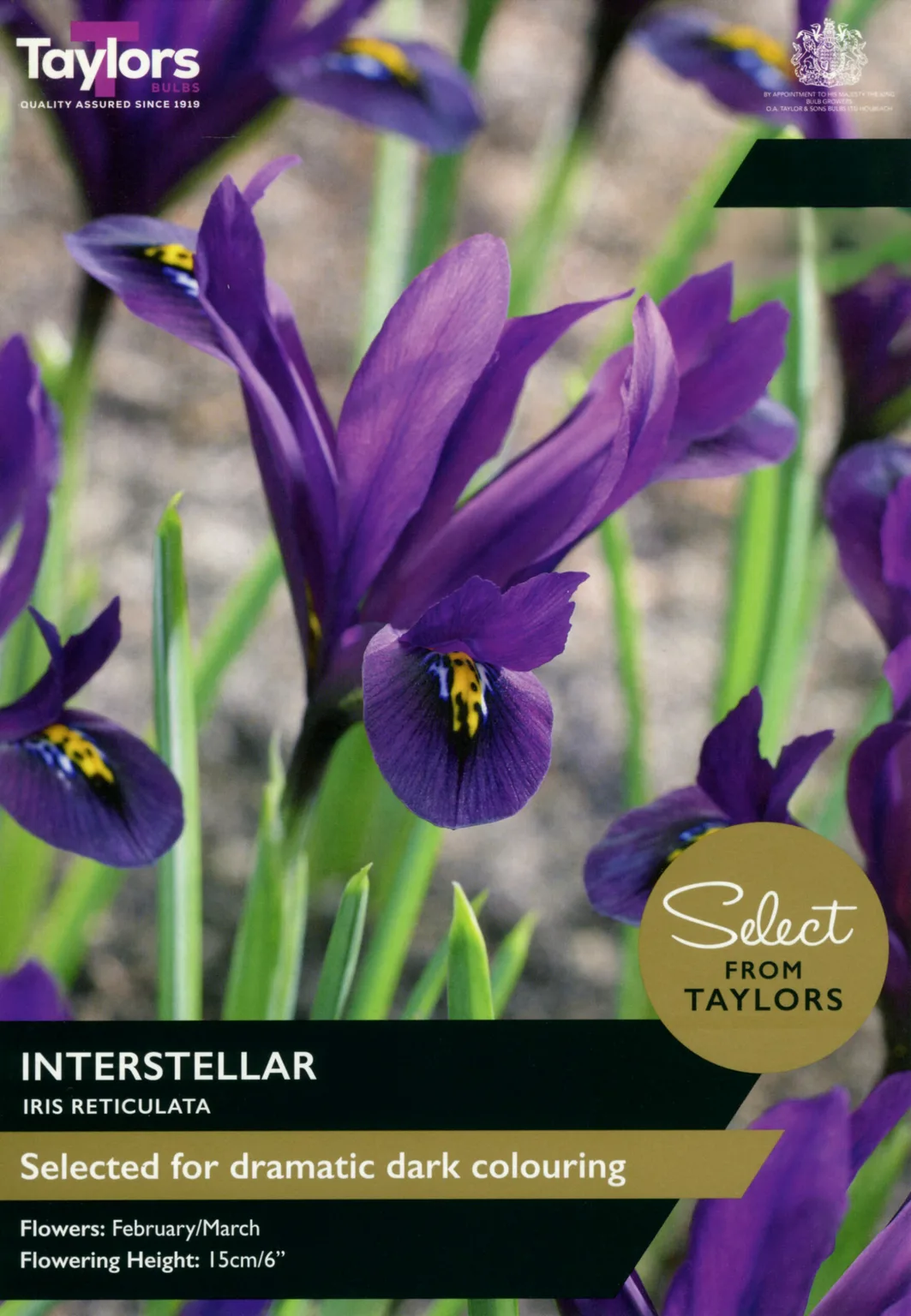 Iris reticulata Interstellar - Cowell's Garden Centre | Woolsington