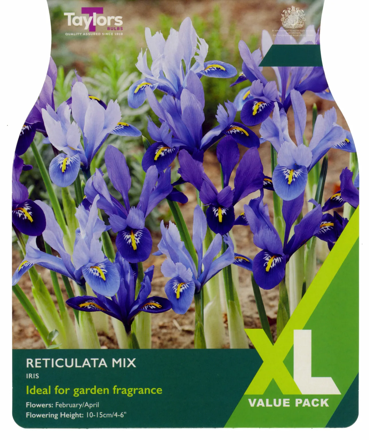 Iris reticulata Mix - Cowell's Garden Centre | Woolsington