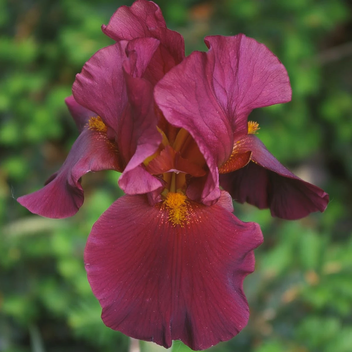 Iris germanica 'War Chief' - Cowell's Garden Centre | Woolsington