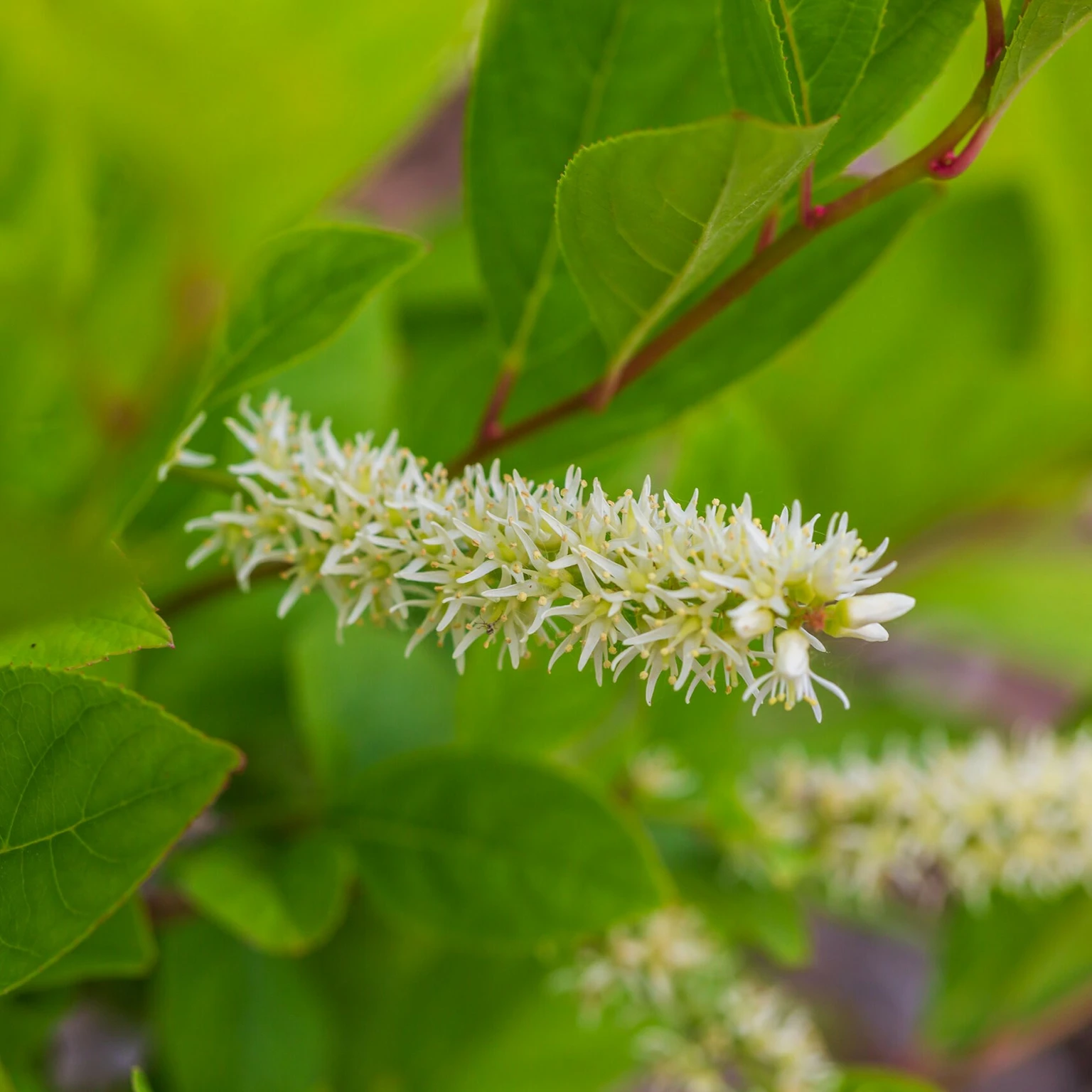 Itea virginica 'Love Child' - Cowell's Garden Centre | Woolsington